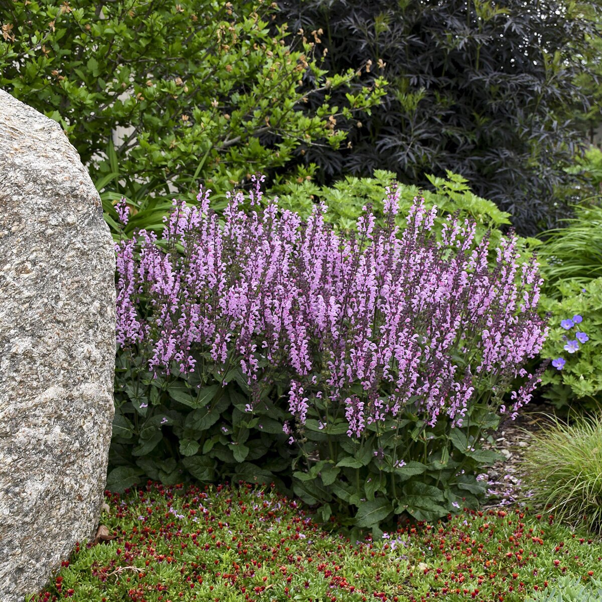Salvia X Color Spires Pink Dawn Sage | SiteOne US