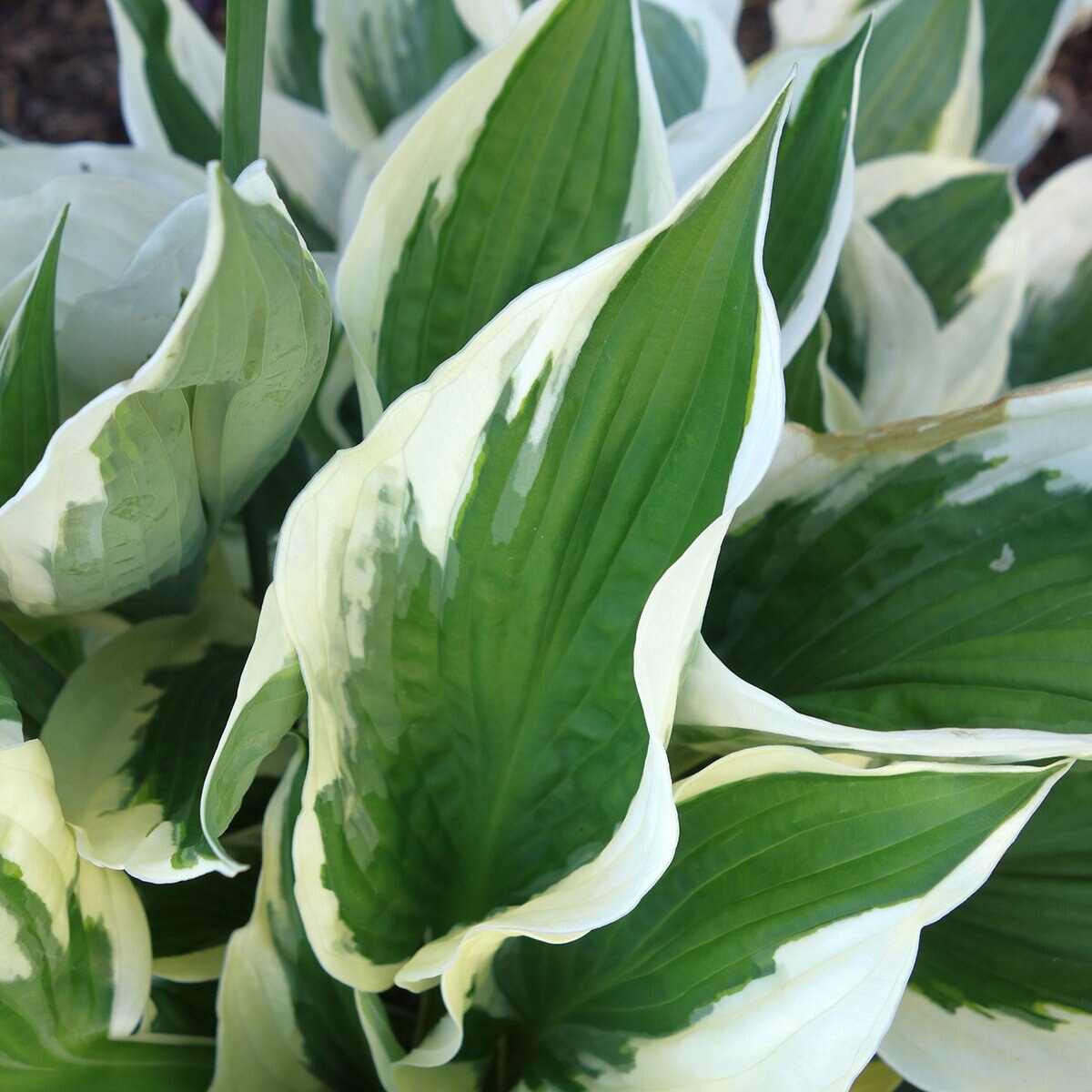 Hosta Silk Road Plantain Lily | SiteOne US