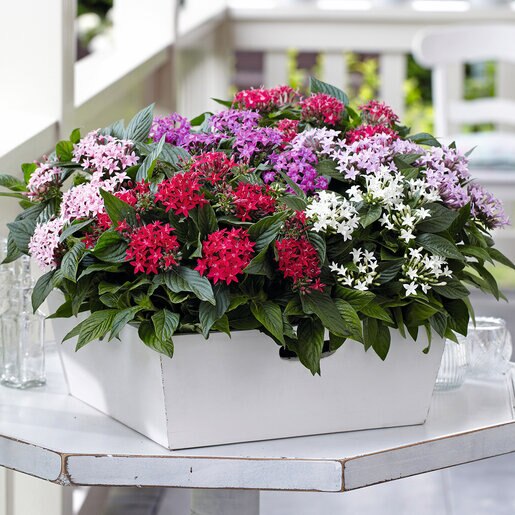 Pentas Lanceolata Graffiti Mix Egyptian Star Flower | SiteOne US