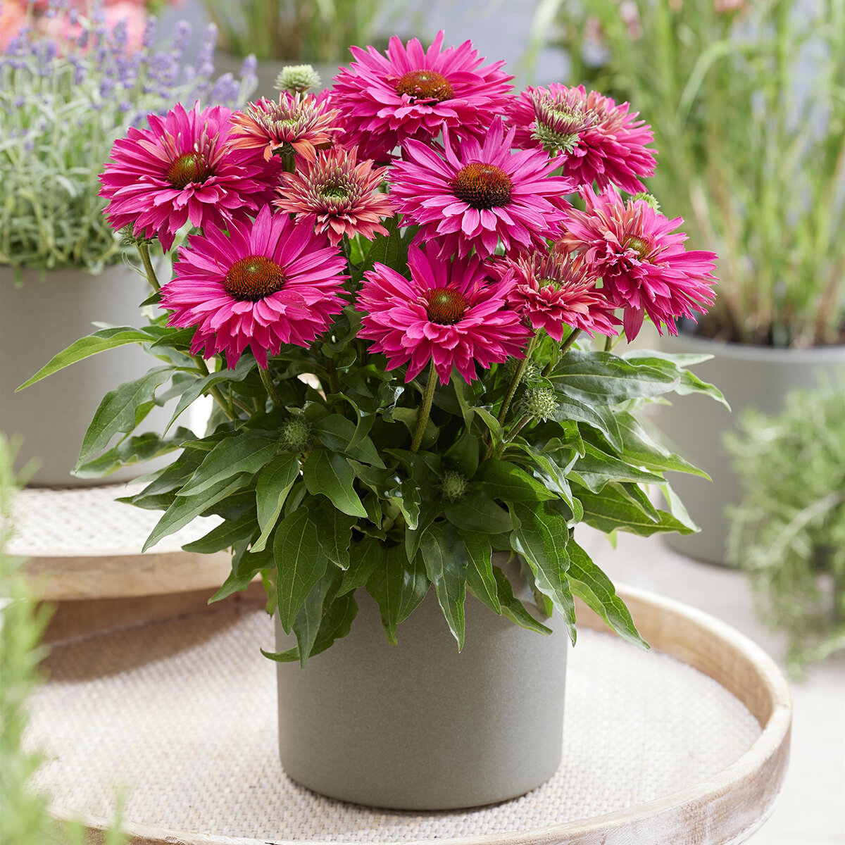 Echinacea X SunSeekers Sweet Fuchsia Coneflower | SiteOne US