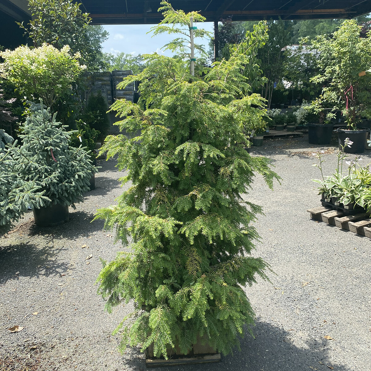 Tsuga Canadensis Golden Splendor Canadian Hemlock | SiteOne US
