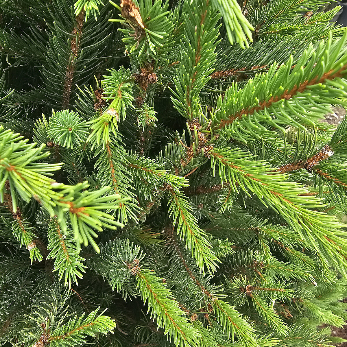 Picea Abies Columnaris Norway Spruce | SiteOne US