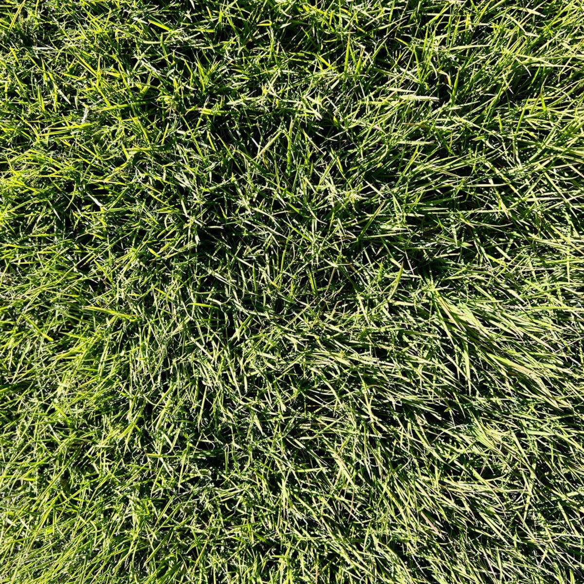 Zoysia Sod Zeon Zoysiagrass (per sq. ft.) | SiteOne US