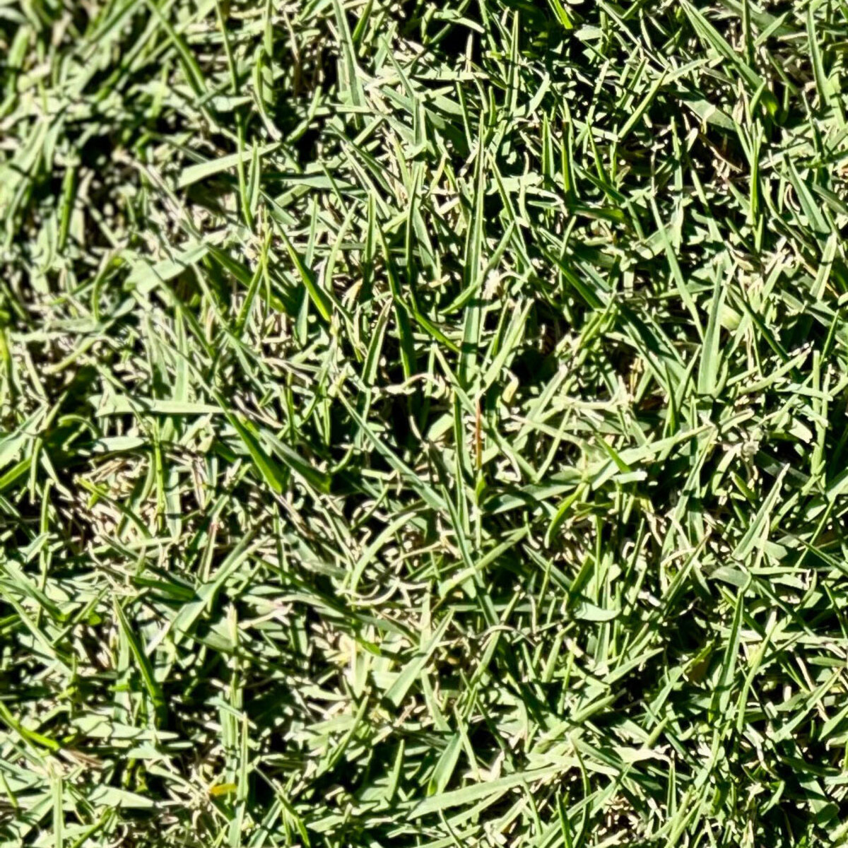 Bermuda Sod Tifway 419 Bermudagrass (per sq. ft.) | SiteOne US