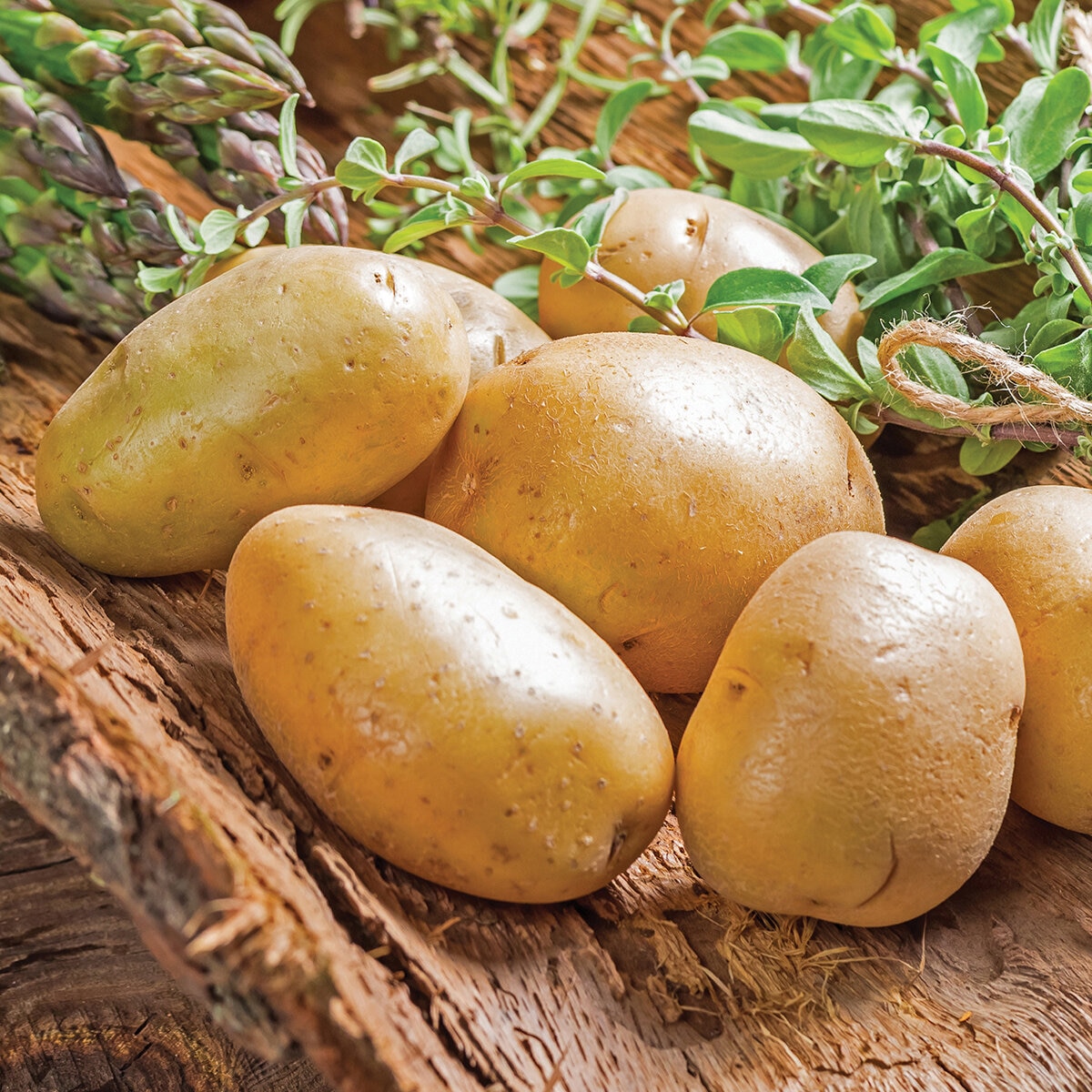 Solanum Tuberosum Kennebec Potato | SiteOne