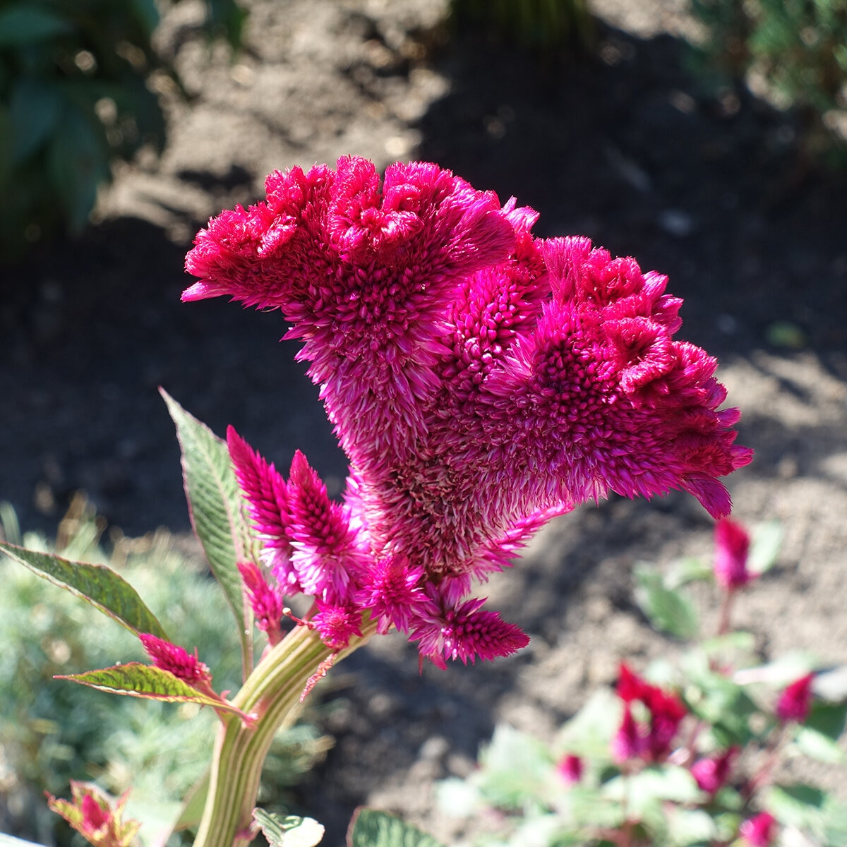 Celosia Argentea var. Cristata Purple Cockscomb | SiteOne