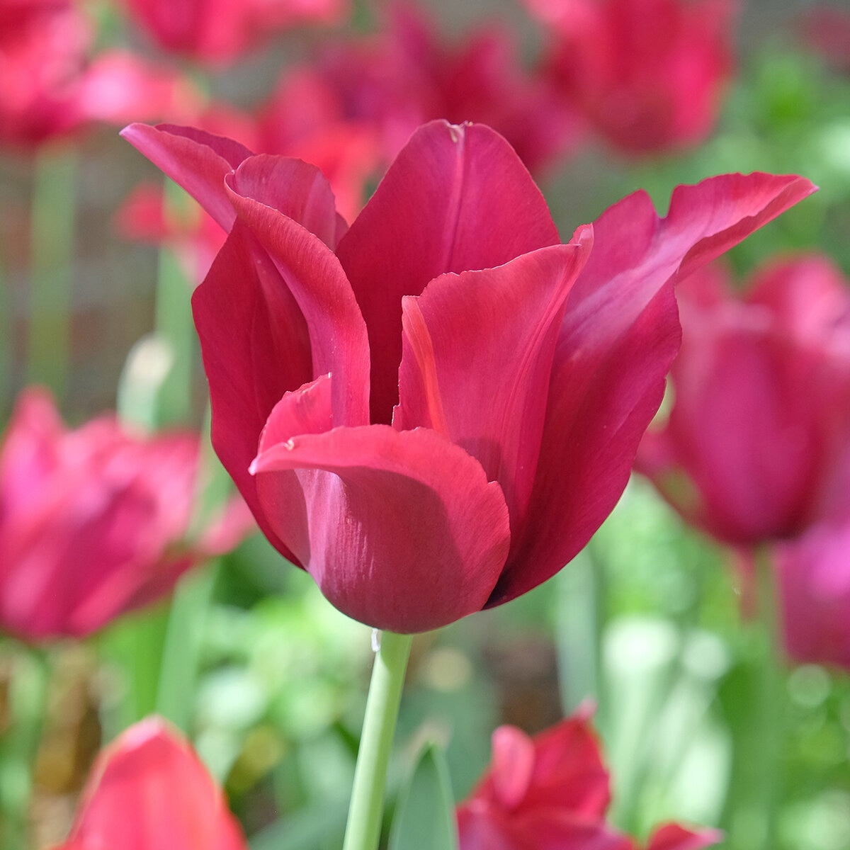 Tulipa Bulb Lily Flowering Merlot Tulip | SiteOne