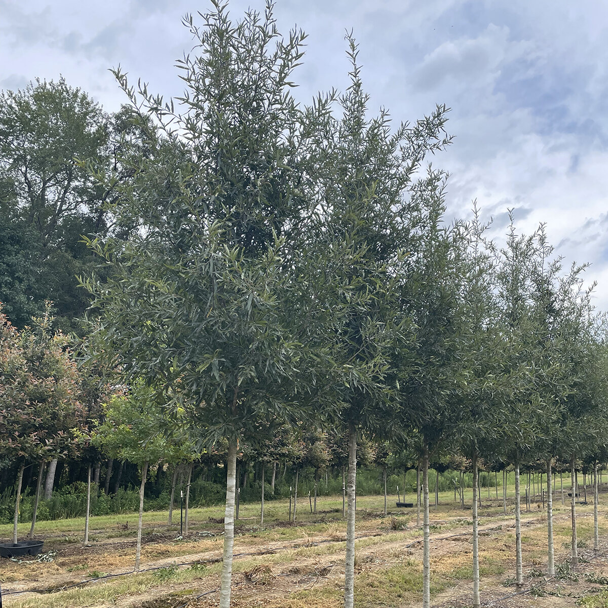 Quercus phellos Upperton Willow Oak | SiteOne US