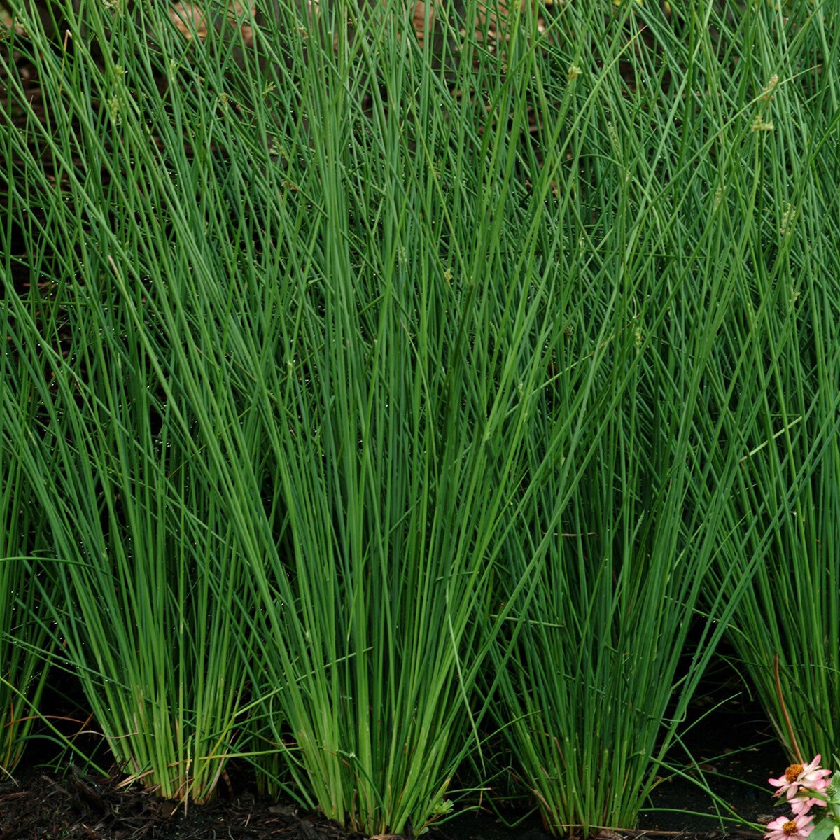 Juncus Pallidus ColorGrass Javelin Giant Rush | SiteOne