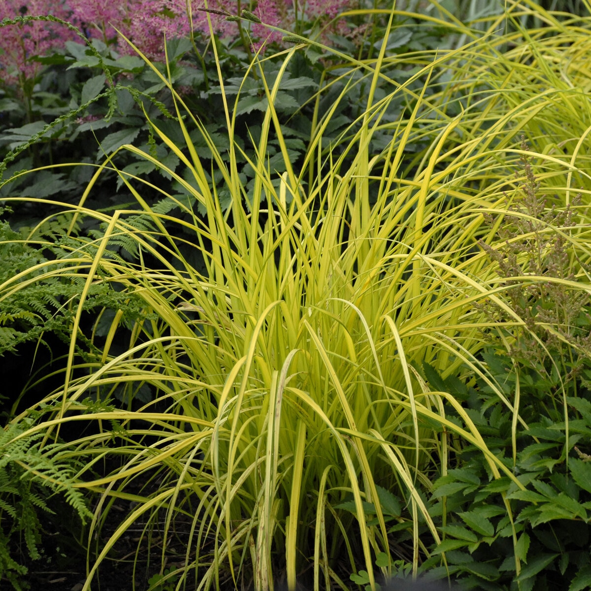 Carex Elata Aurea Bowles Golden Sedge | SiteOne US