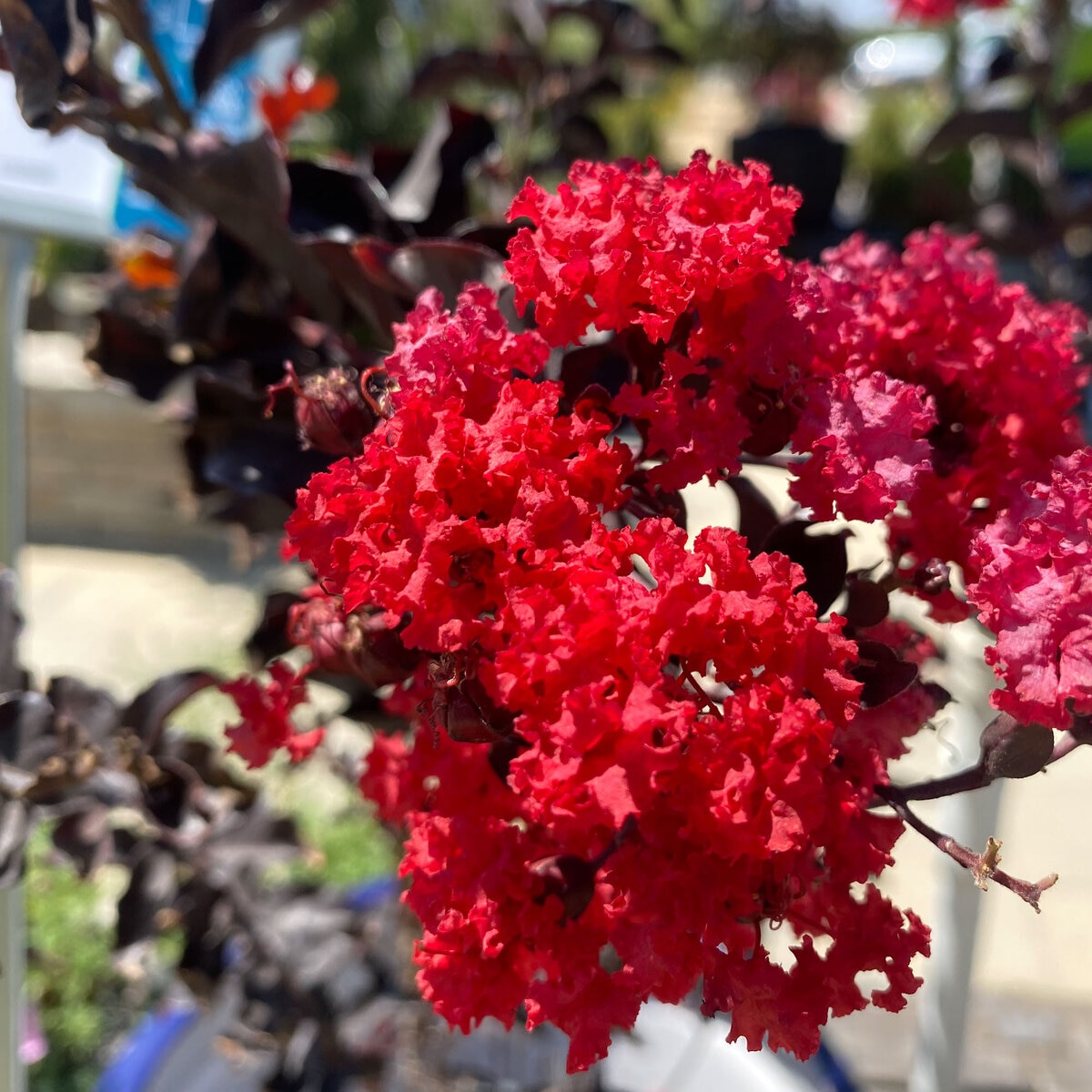 Lagerstroemia Indica Black Diamond Red Hot Crape Myrtle | SiteOne US