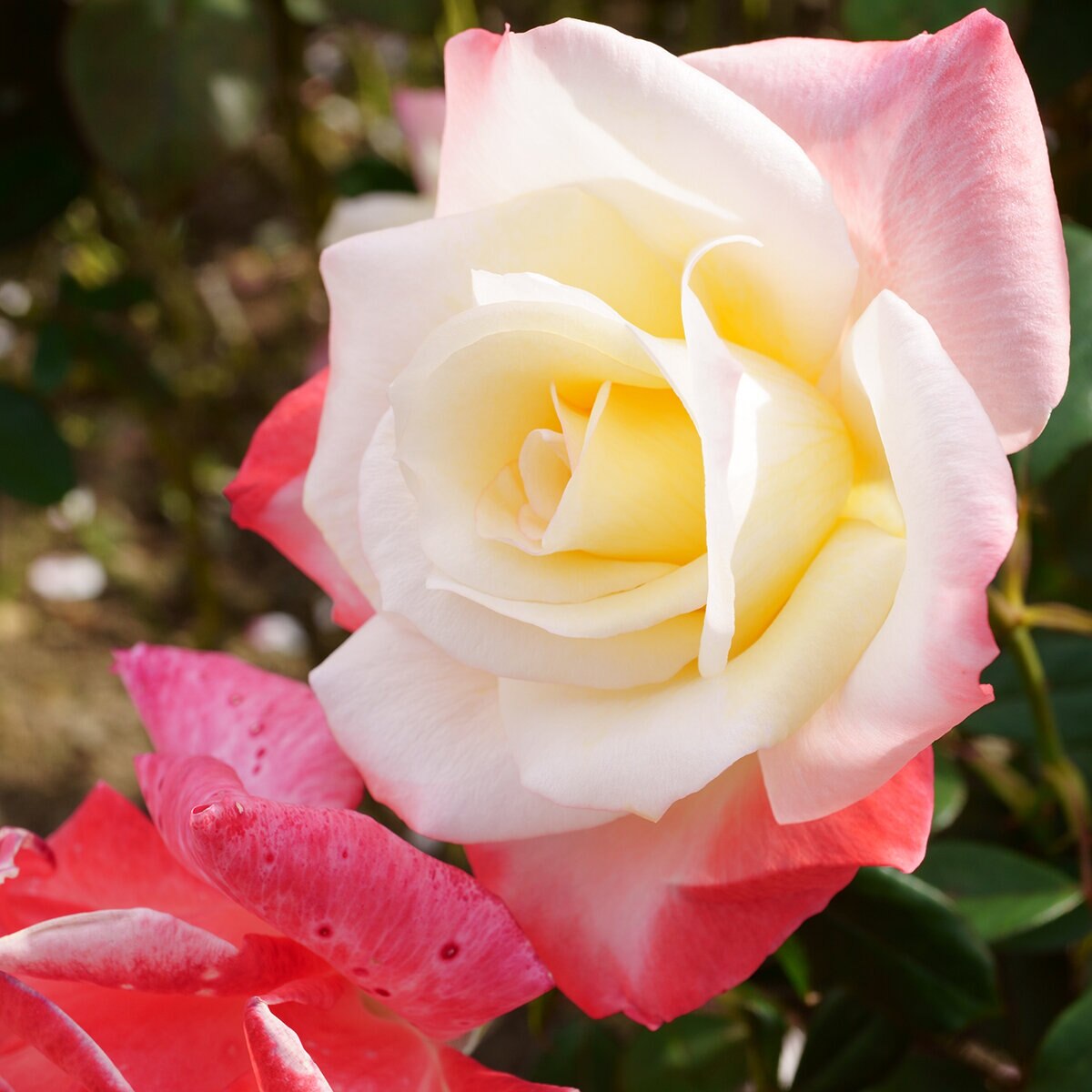 Rosa X Gemini Hybrid Tea Rose | SiteOne US