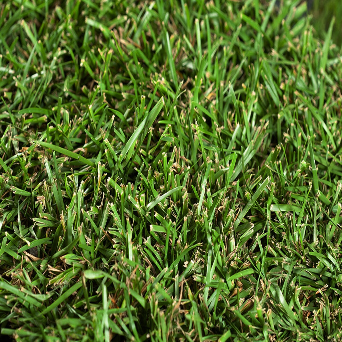 St. Augustine Sod Raleigh St. Augustinegrass | SiteOne US