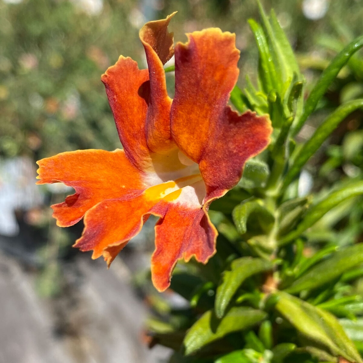 Mimulus Aurantiacus Jelly Bean Orange Monkey Flower | SiteOne US