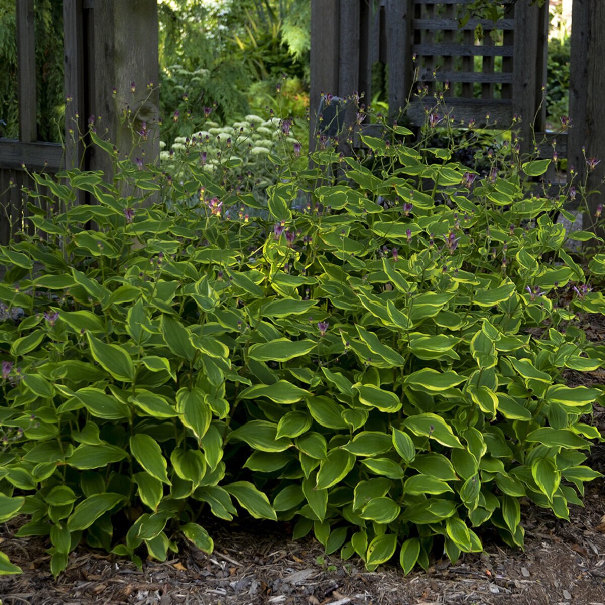 Tricyrtis Formosana Autumn Glow Toad Lily | SiteOne