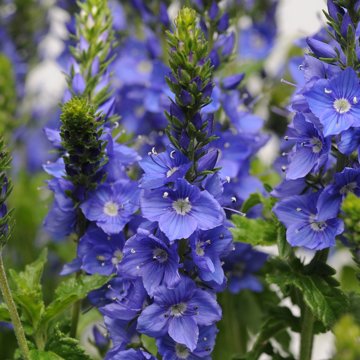 Veronica Austriaca Venice Blue Speedwell | SiteOne US
