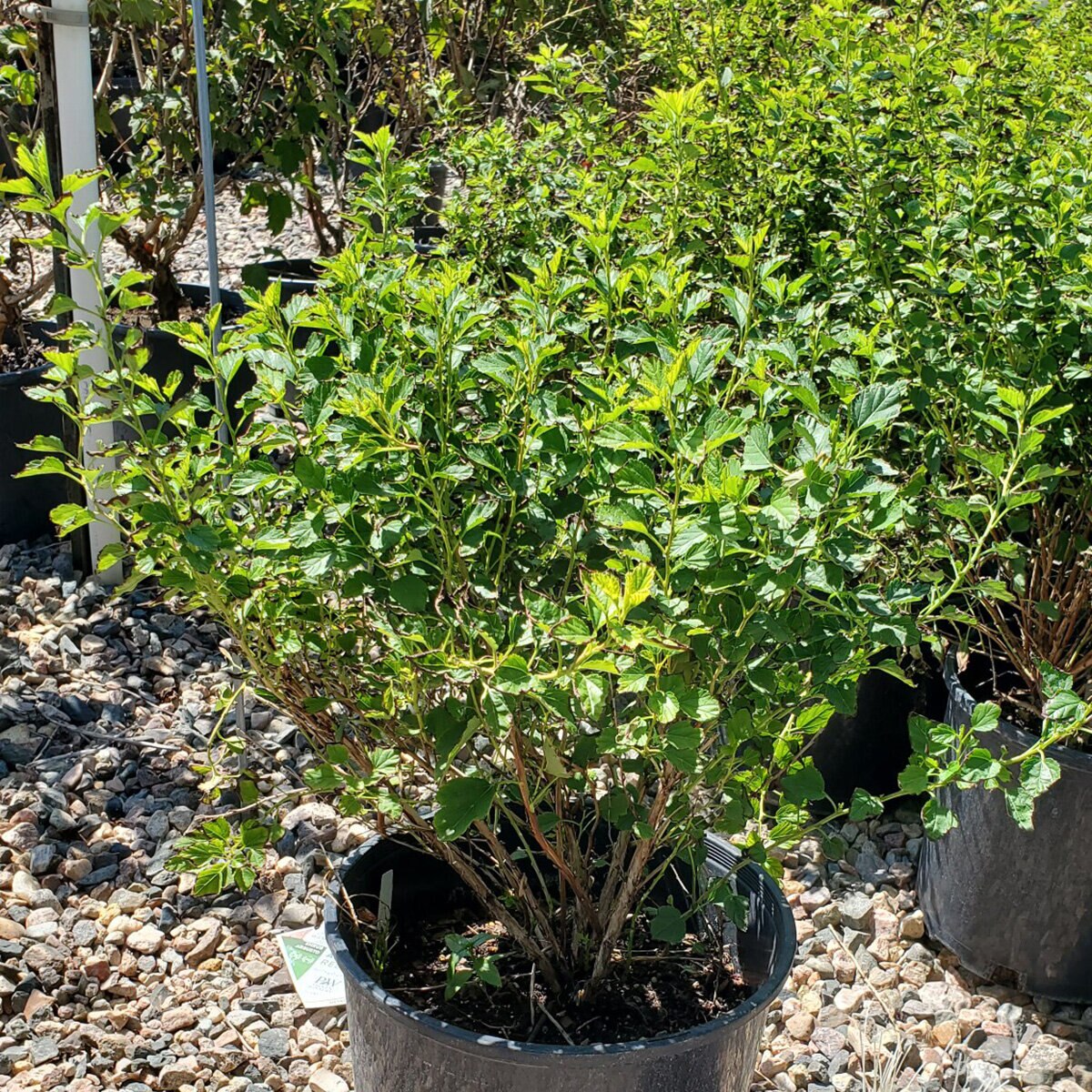 Physocarpus Opulifolius Nanus Dwarf Ninebark | SiteOne US
