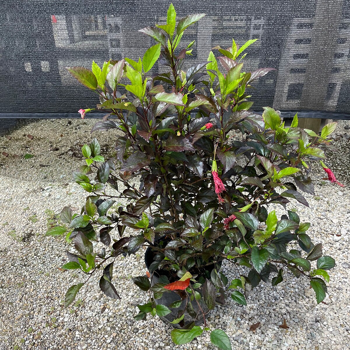 Hibiscus Rosa-Sinensis Red Hot Tropical Hibiscus | SiteOne