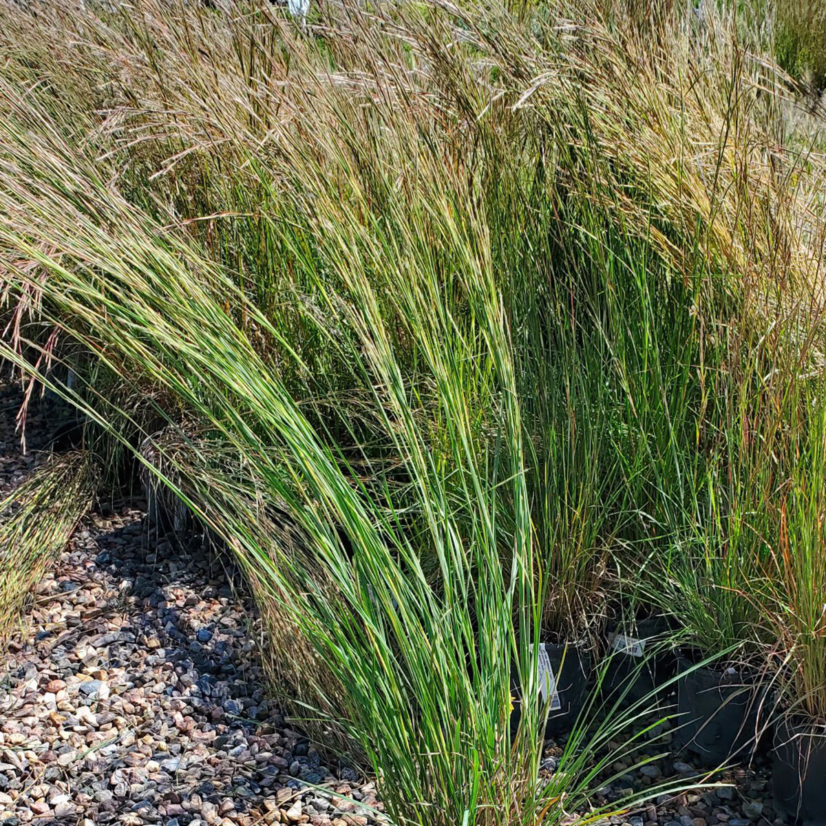Schizachyrium scoparium Blaze Little Bluestem Grass | SiteOne US