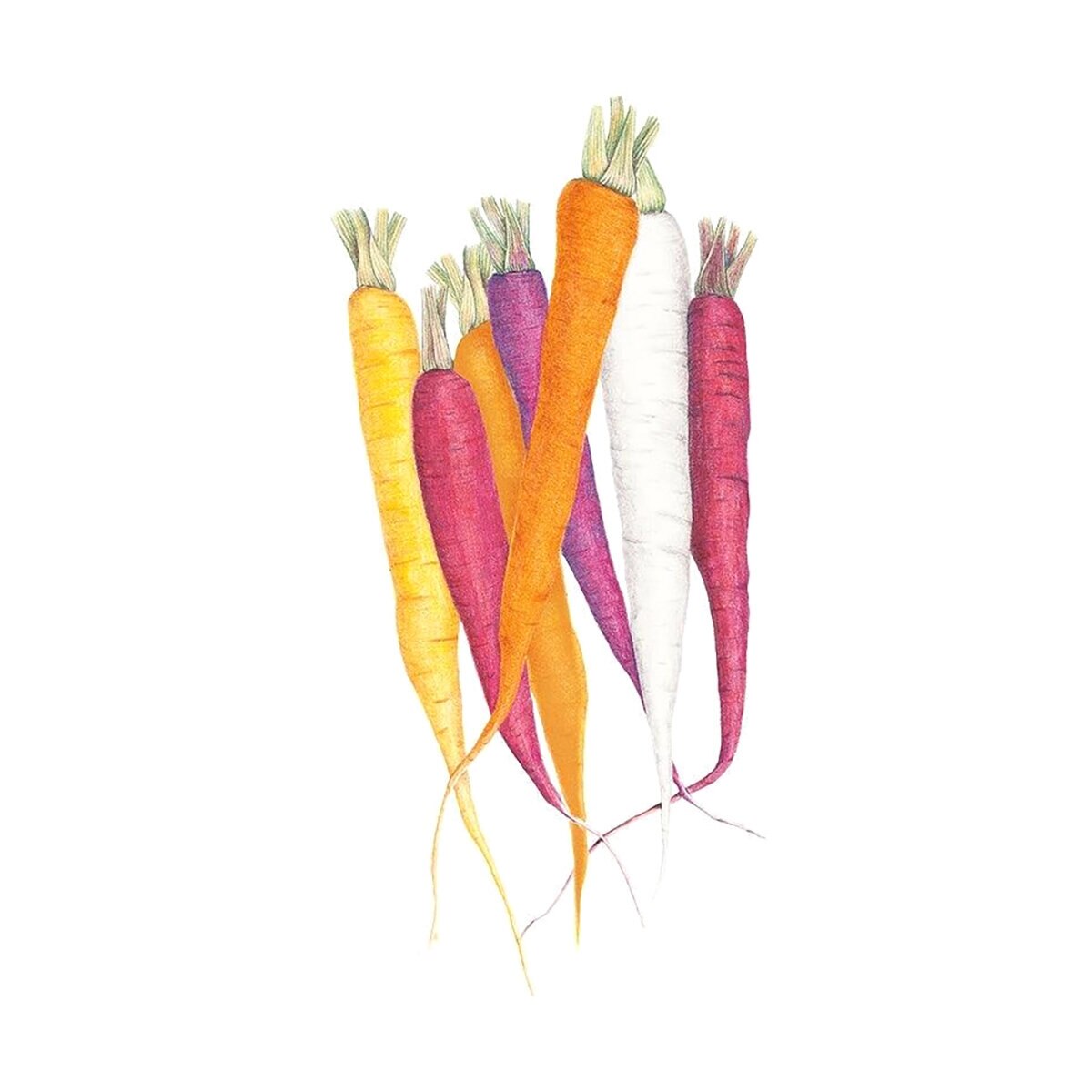 Carrot Vegetable Seed Calliope Blend 500 mg | SiteOne US