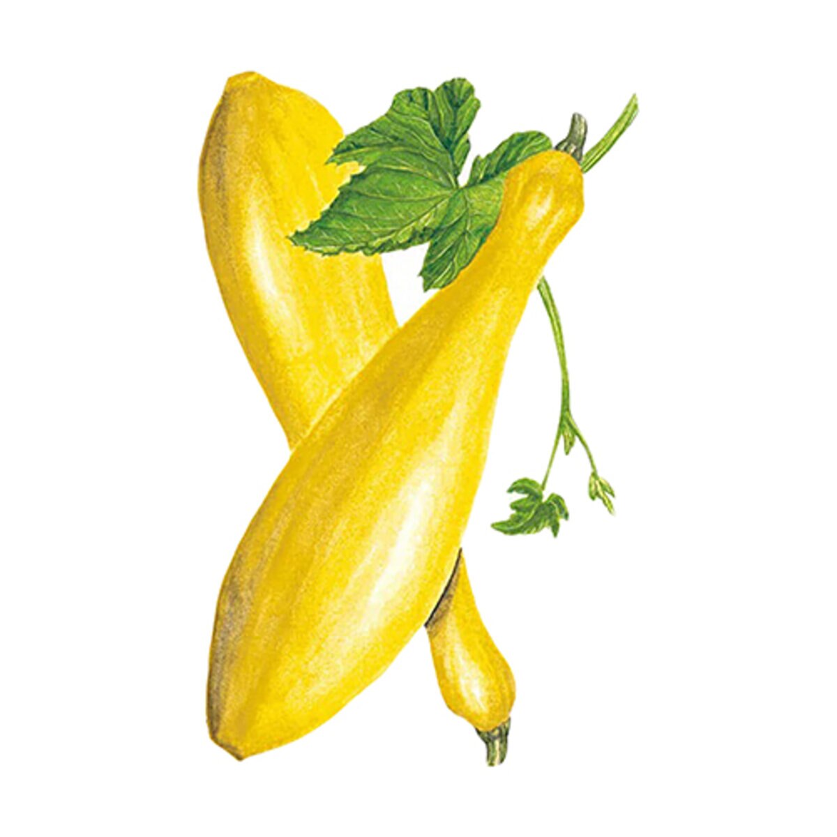 Squash Summer Vegetable Seed Early Prolific Strghtnk Organic 2 gm | SiteOne