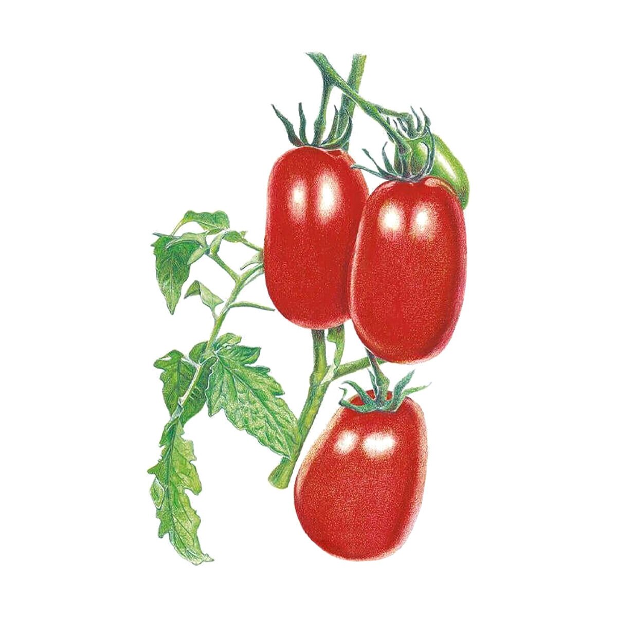 Tomato Bush Vegetable Seed Roma Italian Organic 25 seeds | SiteOne US