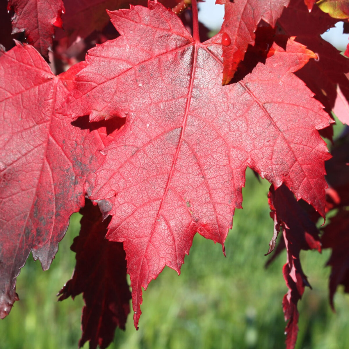 Acer Rubrum Autumn Spire Red Maple | SiteOne US
