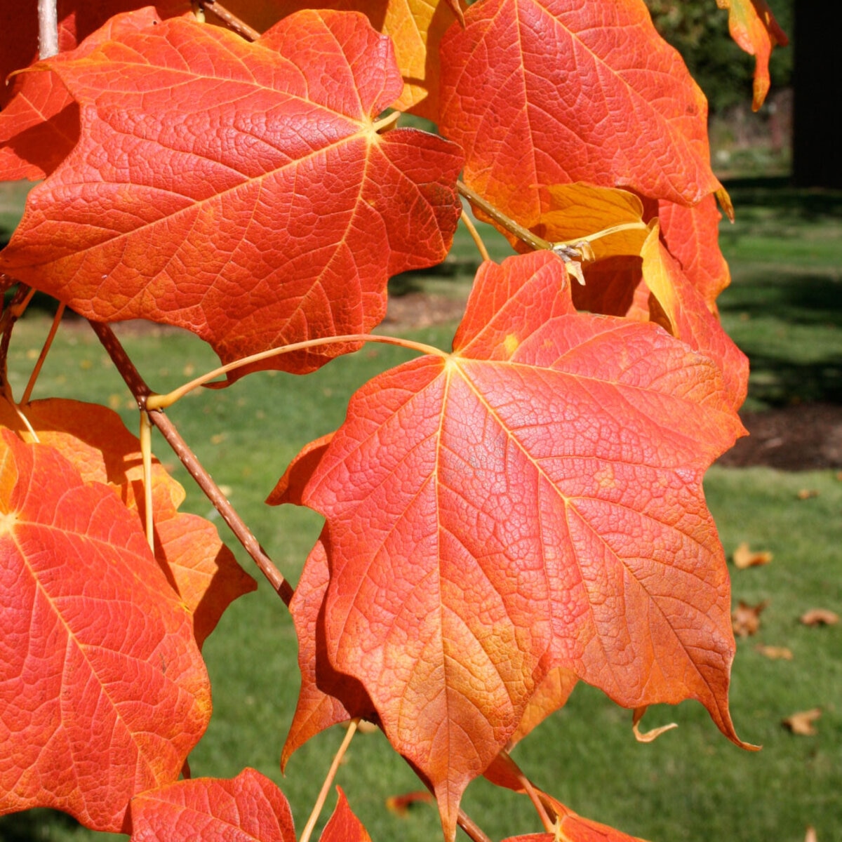 Acer Saccharum ssp. Nigrum Green Column Black Maple | SiteOne US