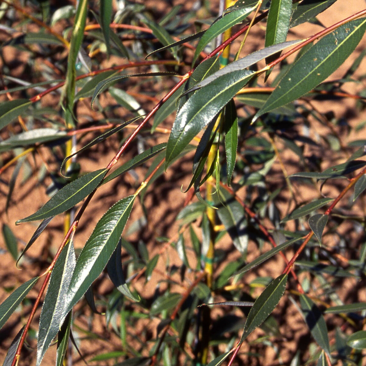 Salix X Prairie Cascade Weeping Willow | SiteOne US
