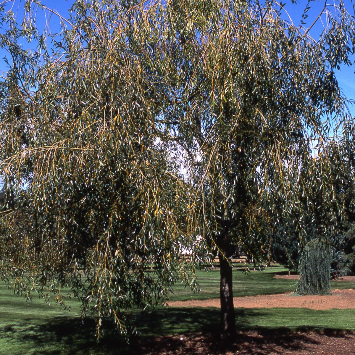 Salix X Prairie Cascade Weeping Willow | SiteOne US