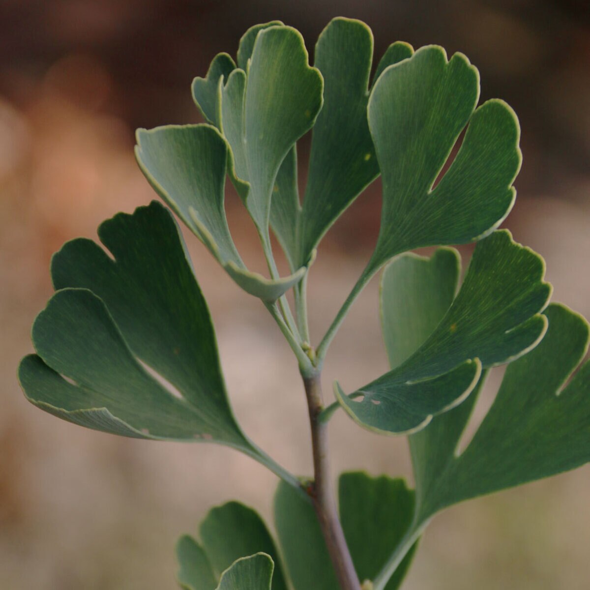 Ginkgo Biloba Goldspire Maidenhair Tree | SiteOne US