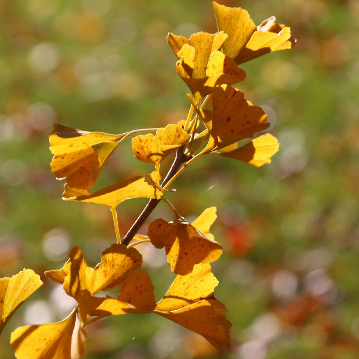 Ginkgo Biloba Goldspire Maidenhair Tree | SiteOne US