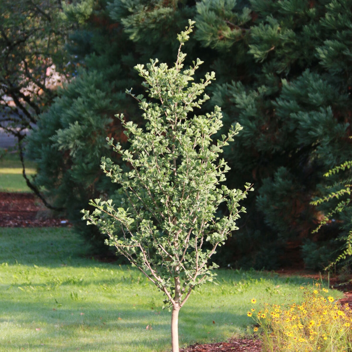 Ginkgo Biloba Goldspire Maidenhair Tree | SiteOne US