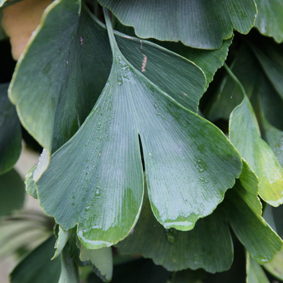 Ginkgo Biloba The President Presidential Gold Maidenhair Tree | SiteOne US