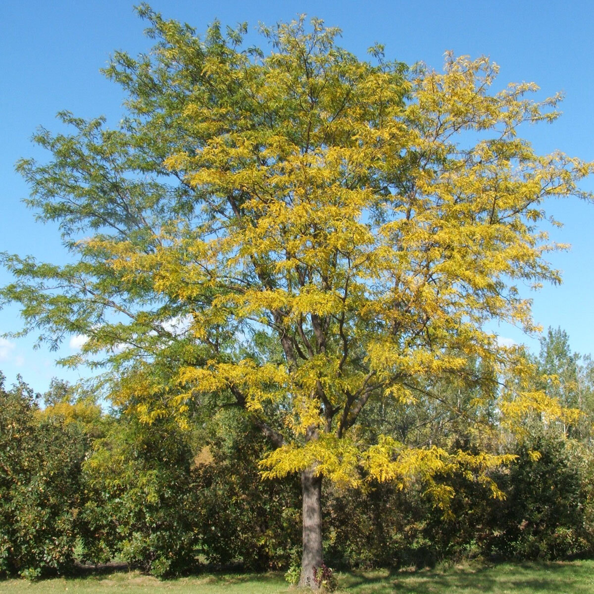 Gleditsia Triacanthos var. Inermis Northern Acclaim Thornless ...