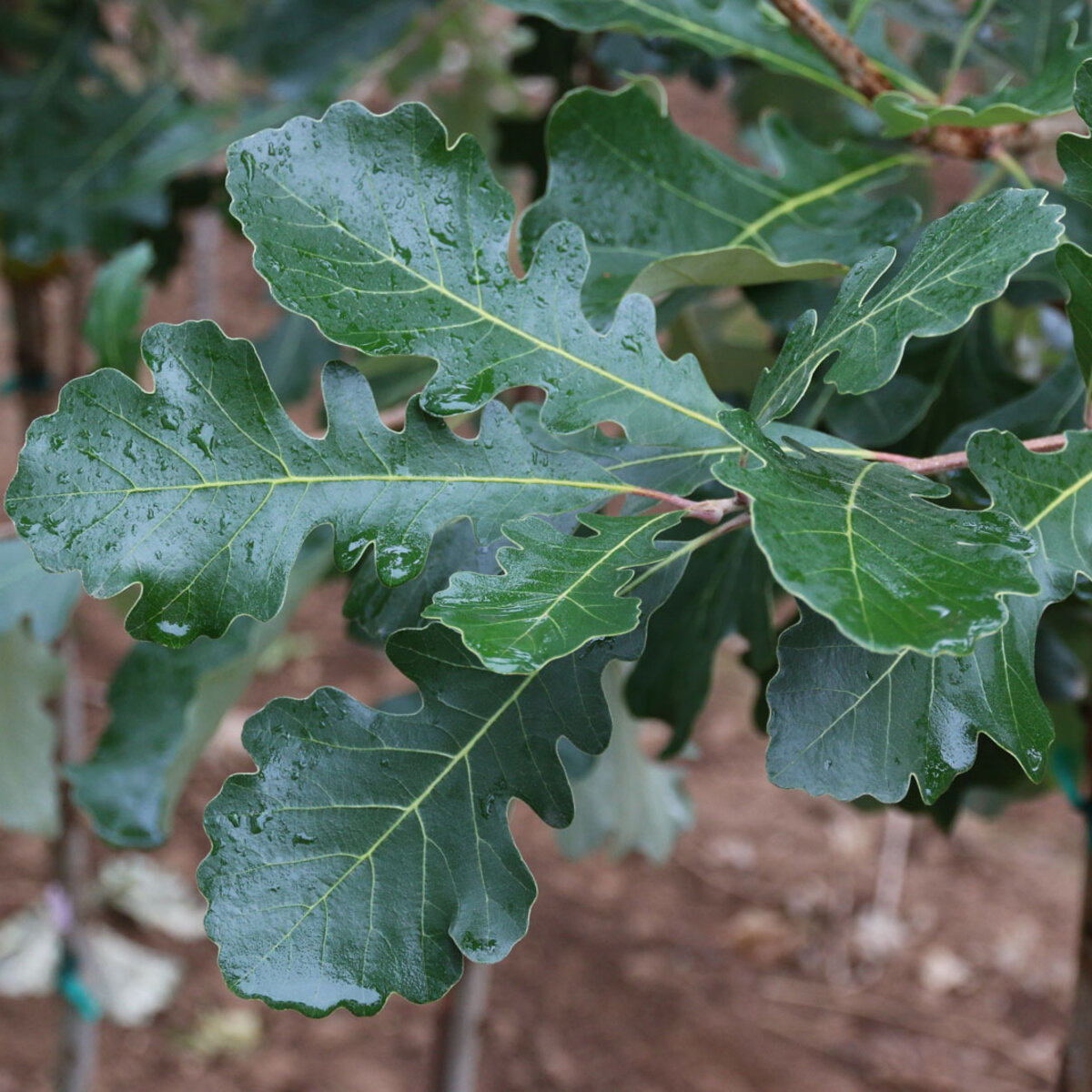 Quercus Macrocarpa Urban Pinnacle Oak | SiteOne