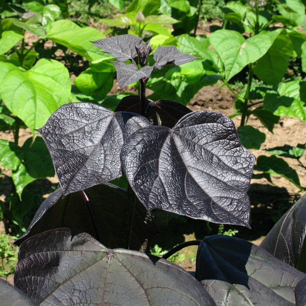 Catalpa Erubescens Purpurea Purple Catalpa | SiteOne US