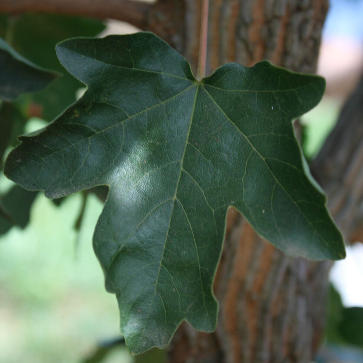 Acer Miyabei Rugged Ridge Miyabe Maple | SiteOne