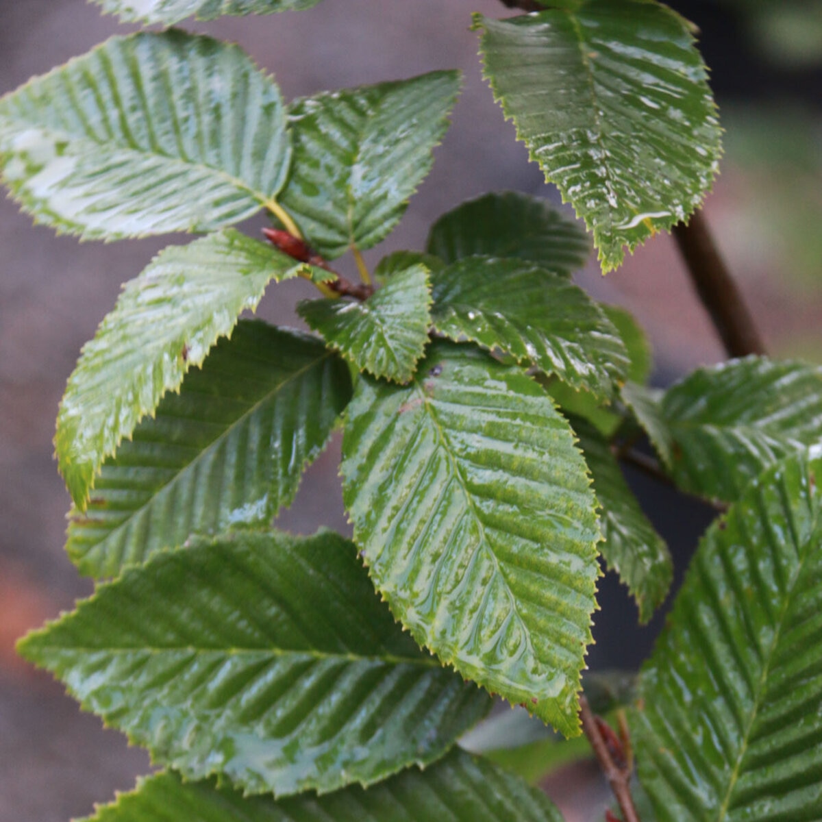 Carpinus Betulus Lucas European Hornbeam | SiteOne US