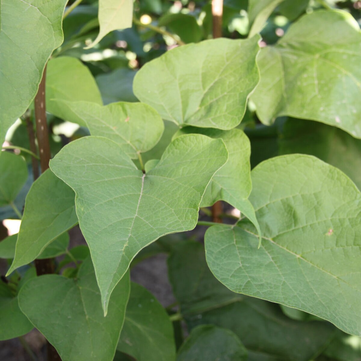 Catalpa Speciosa Heartland Northern Catalpa | SiteOne US