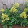 Aruncus X Sparkles Goat's Beard | SiteOne US