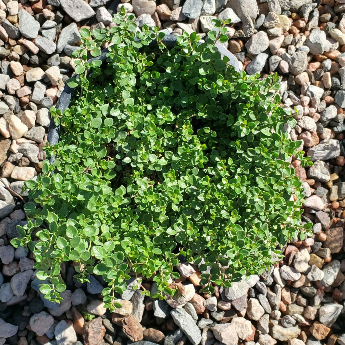 Veronica Liwanensis Turkish Speedwell | SiteOne US