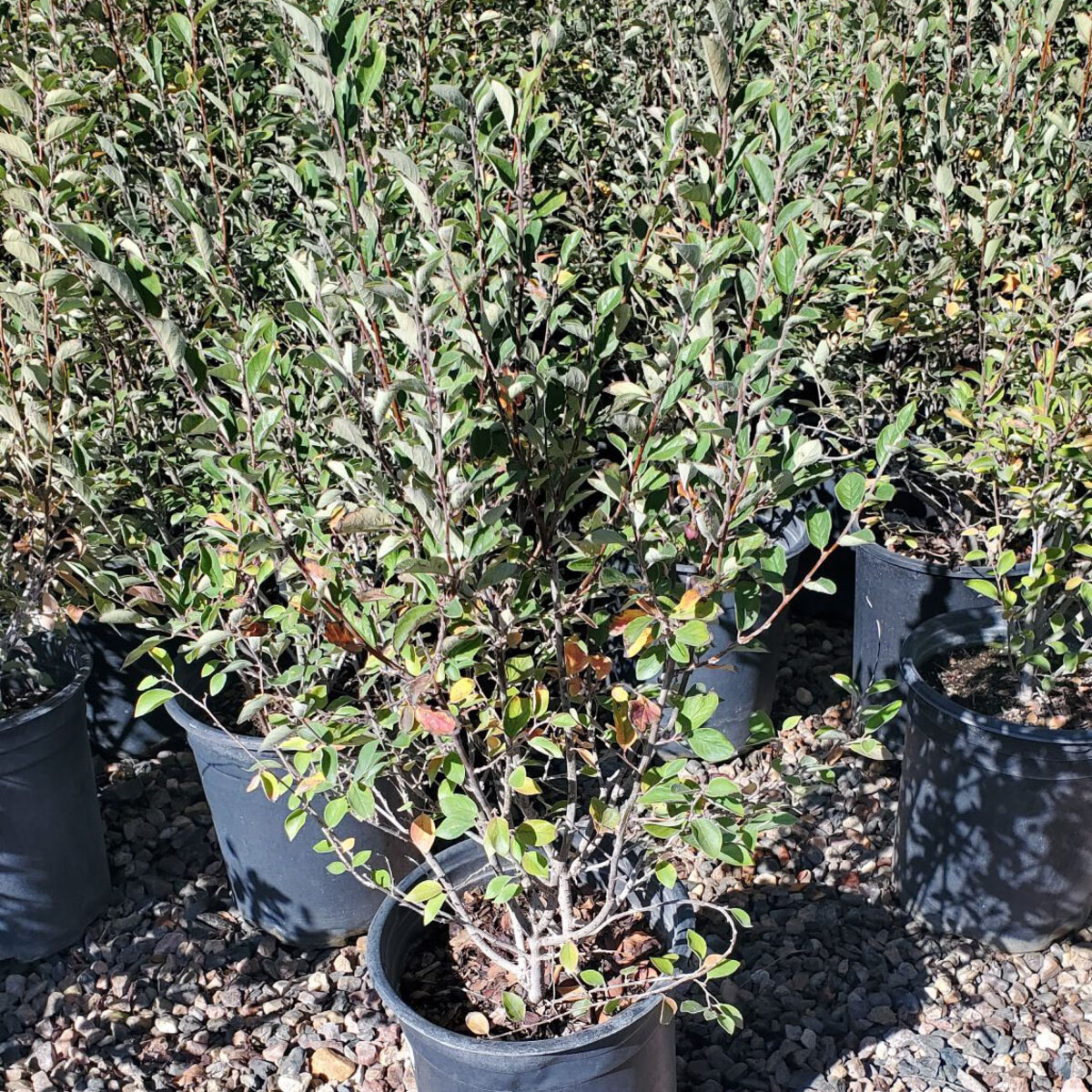 Cotoneaster Acutifolius Peking Cotoneaster | SiteOne US