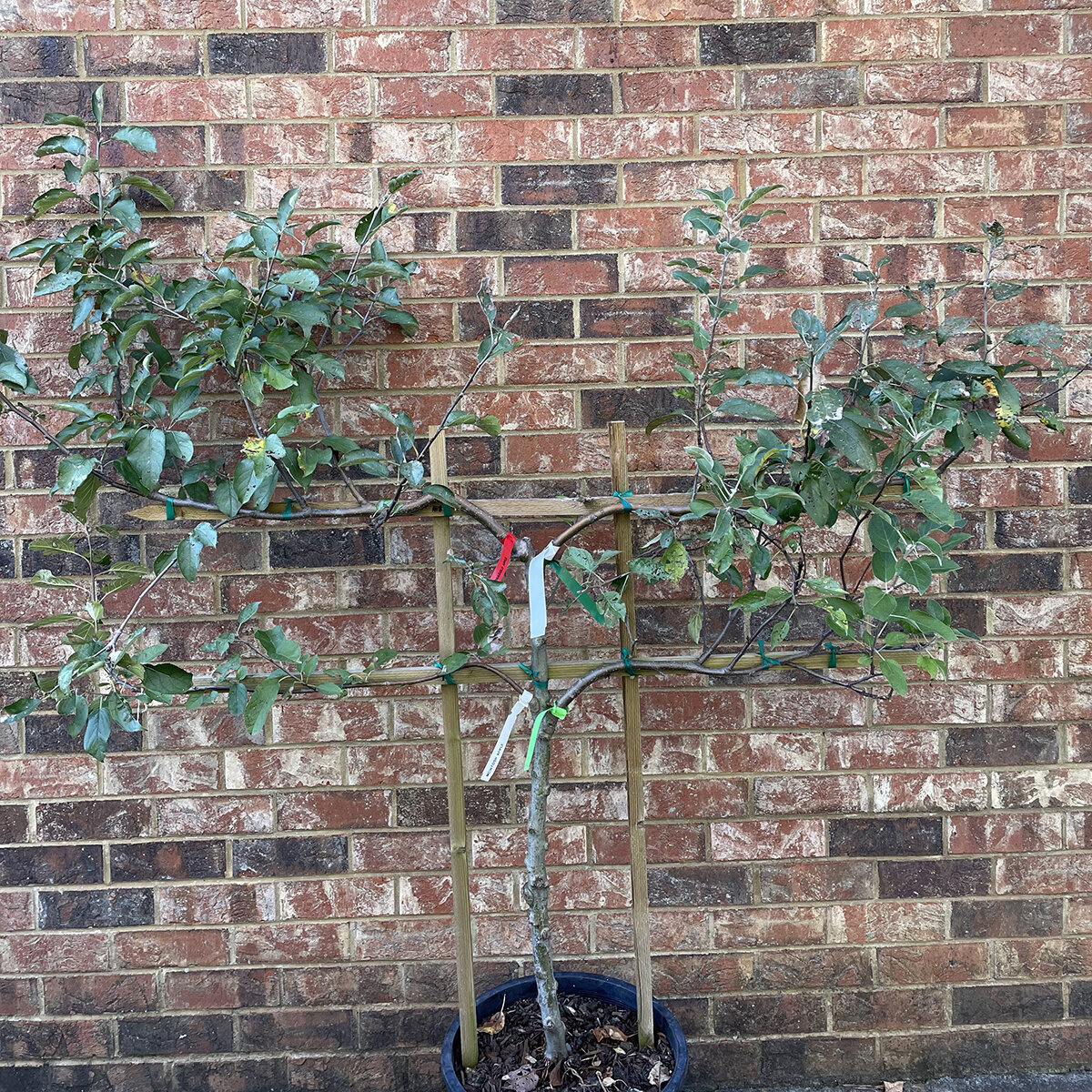 Malus X Four Variety Apple | SiteOne US