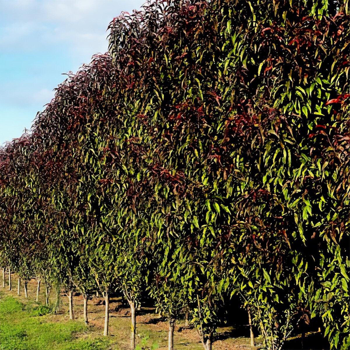 Prunus Persica Corinthian Rose Flowering Peach | SiteOne US