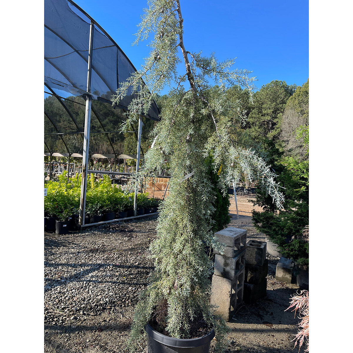 Hesperocyparis (Cupressus) Arizonica var. Glabra Raywood's Weeping ...