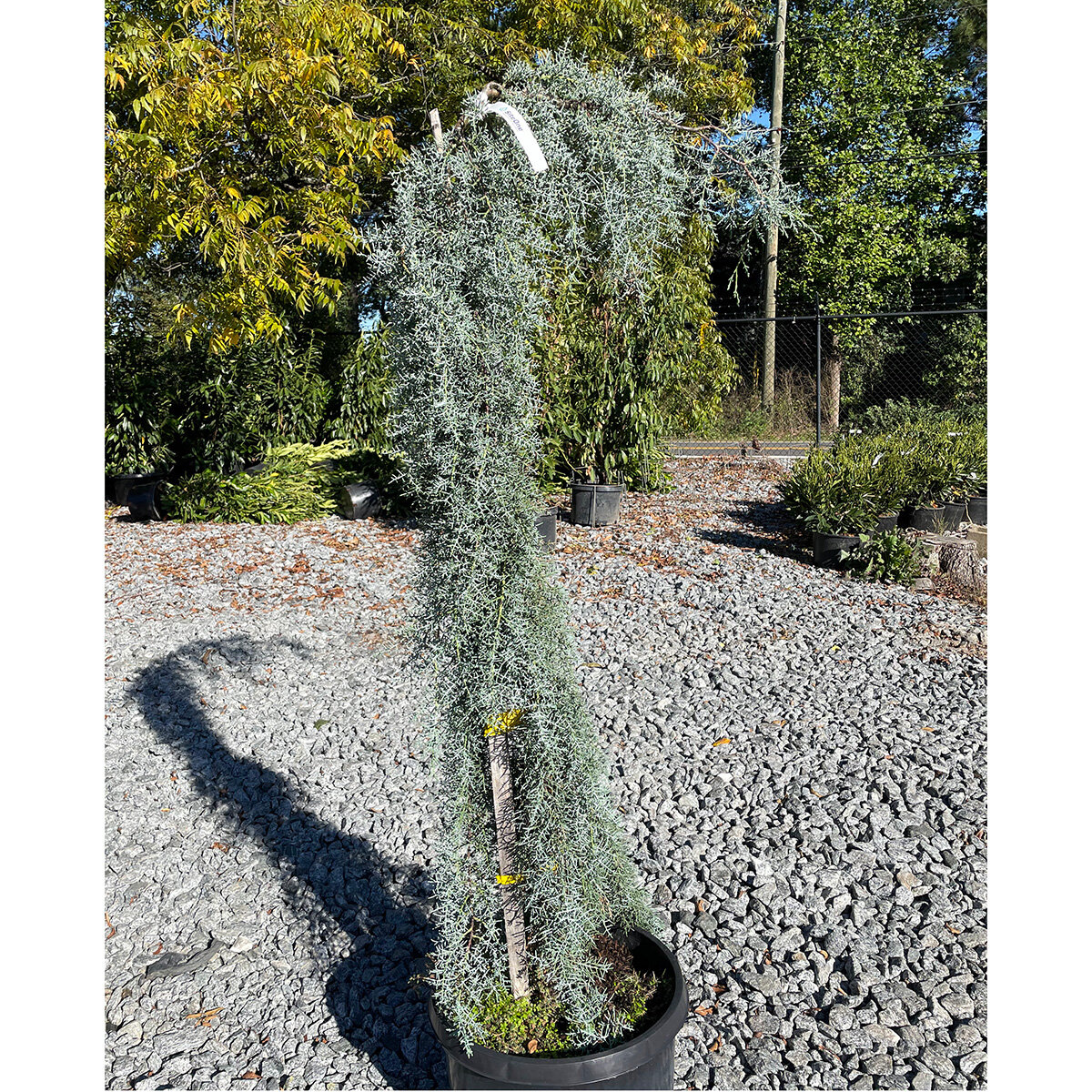 Hesperocyparis (Cupressus) Arizonica var. Glabra Raywood's Weeping ...
