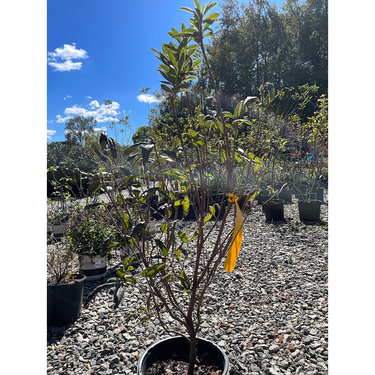 Rhododendron X Armoi Red Pepper Native Azalea | SiteOne US