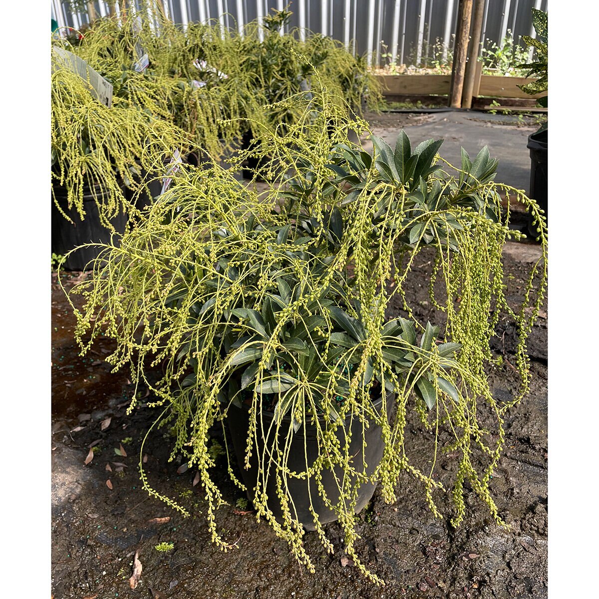 Pieris Japonica Snowdrift Japanese Andromeda | SiteOne US