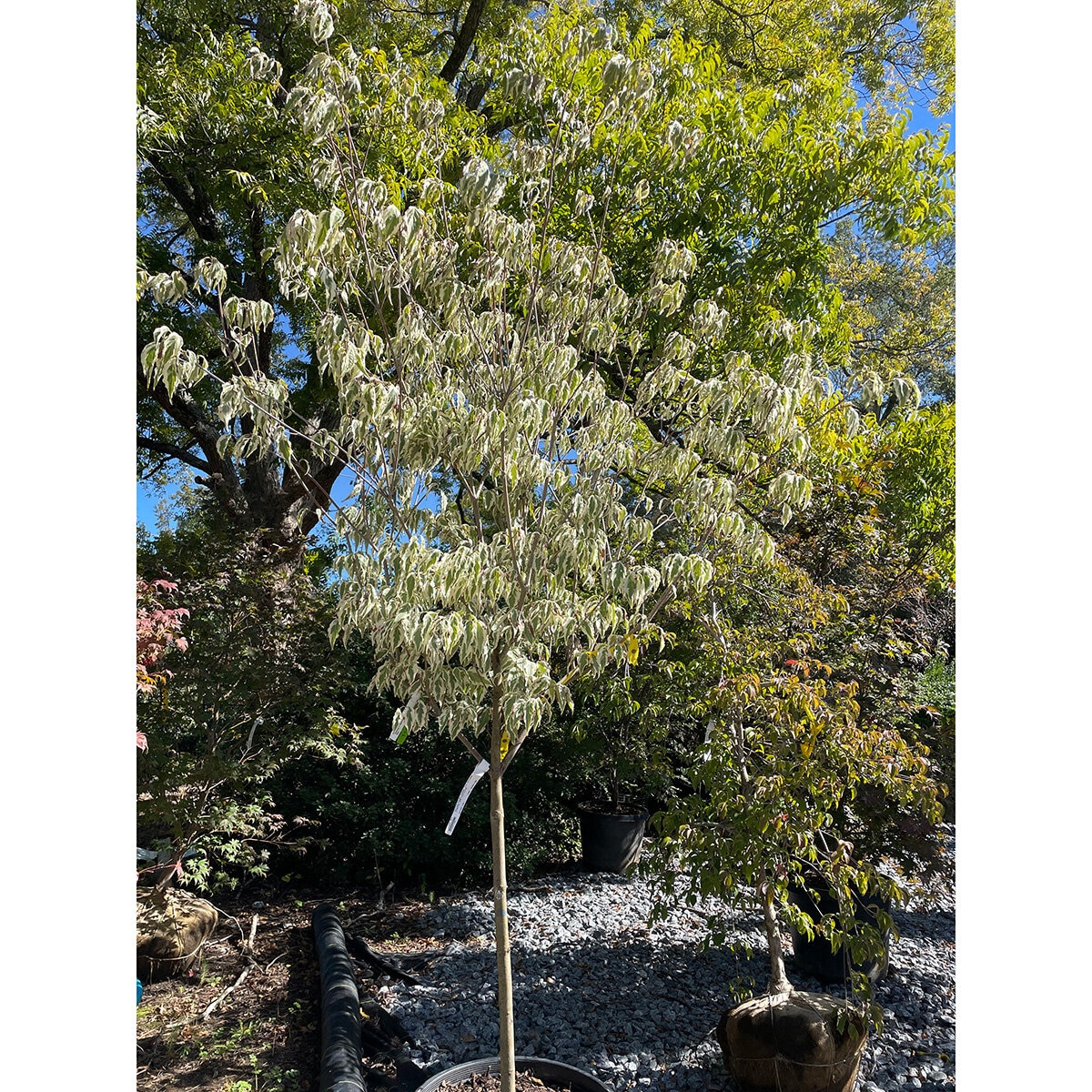 Cornus Kousa Summer Fun Dogwood | SiteOne US